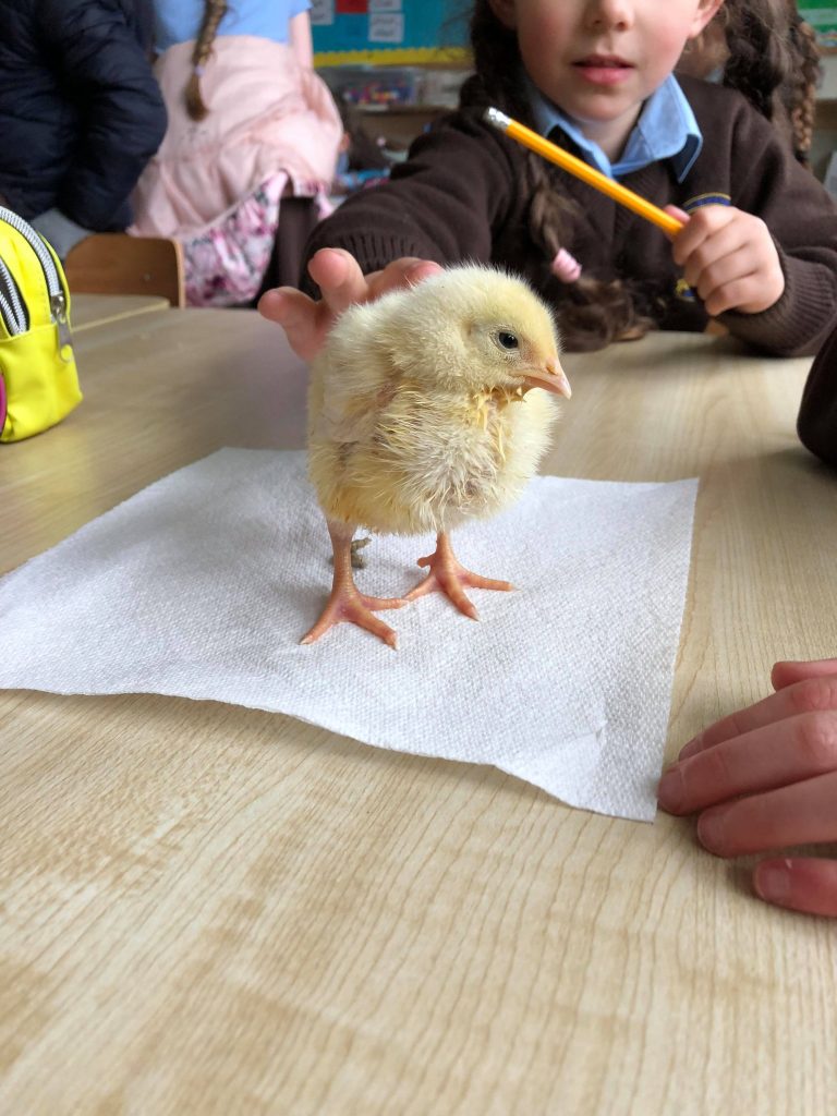 Chick 2 – Presentation Primary School Waterford